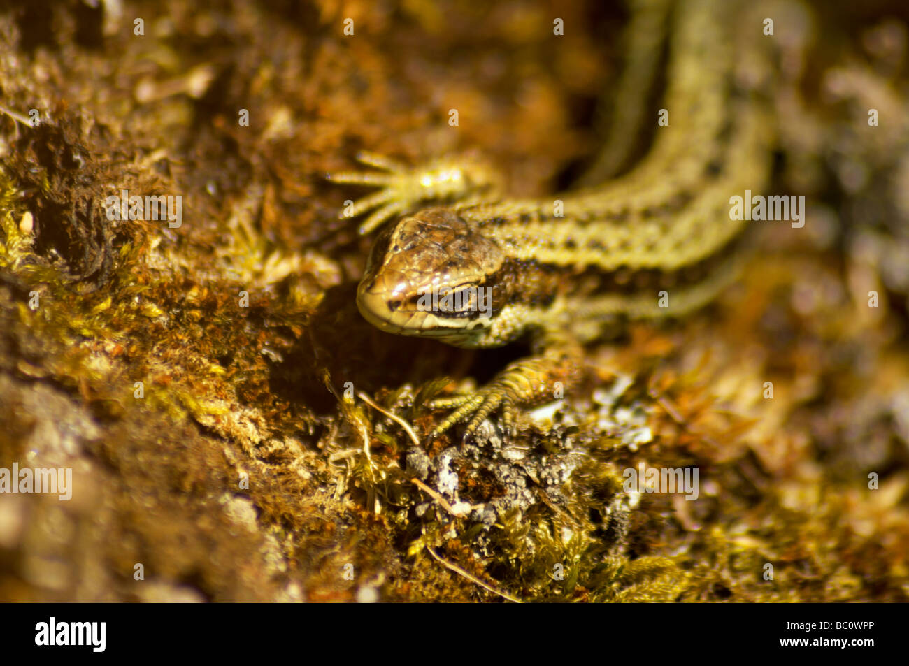 Common lizard sat on granite basking in the sun on Dartmoor Devon UK ...