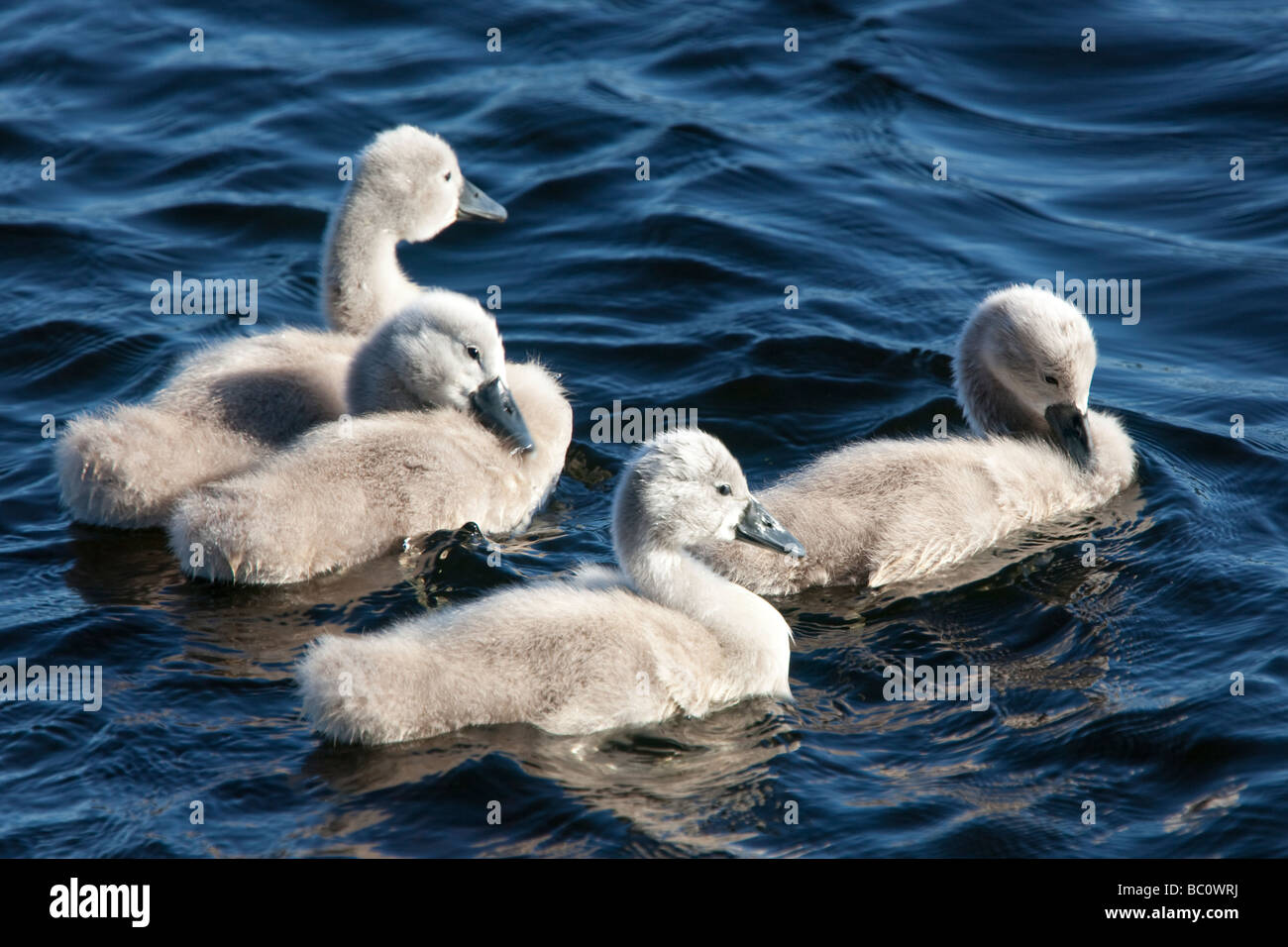 Swan signet hi-res stock photography and images - Alamy