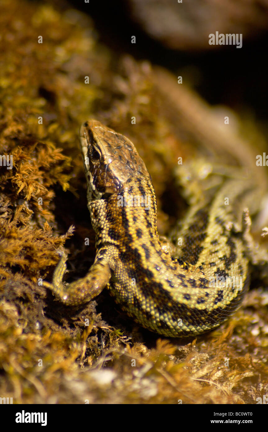 Common lizard sat on granite basking in the sun on Dartmoor Devon UK ...