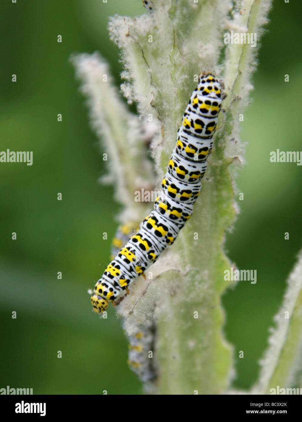 Mullein Moth Larva Feeding on Great Mullein Plant, Cucullia verbasci ...