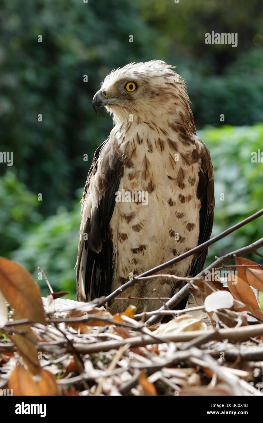 Short toed Eagle. Wildlife, Kemer, Antalya, Turkey Stock Photo - Alamy