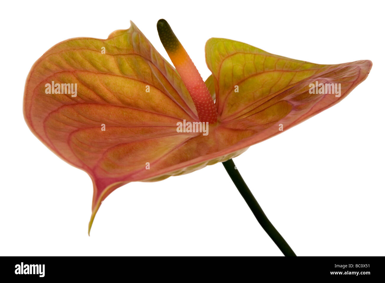 Colorful exotic tropical flower Cut Out Stock Images & Pictures - Alamy