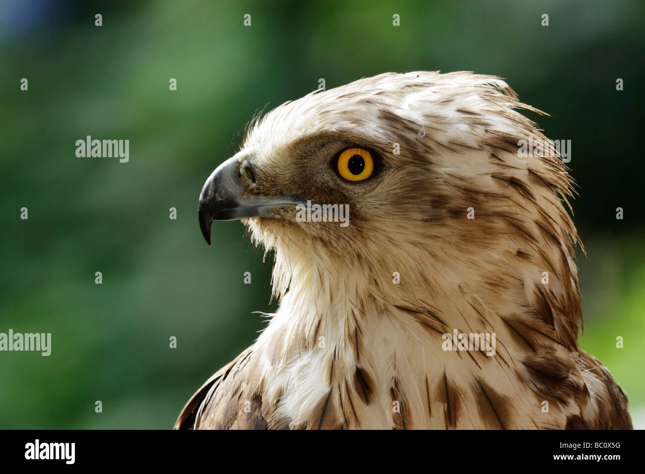 Short toed Eagle. Wildlife, Kemer, Antalya, Turkey Stock Photo - Alamy
