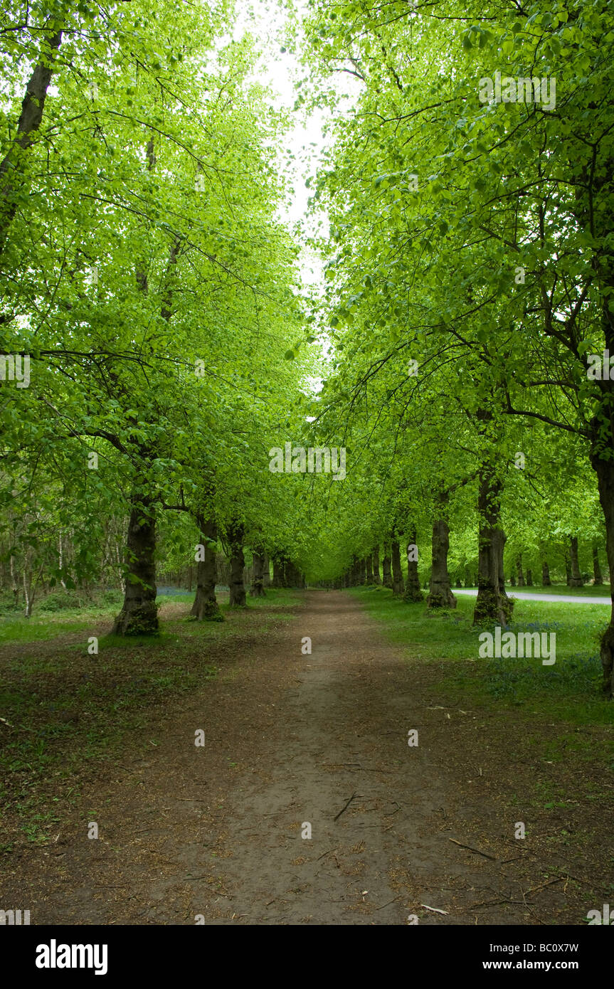 Lime tree uk hi-res stock photography and images - Alamy