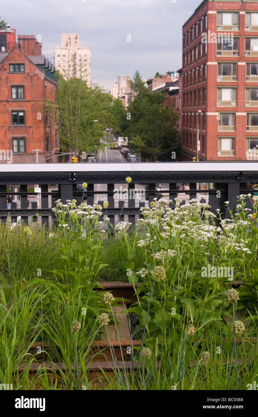 Wildflowers on the highline against the Chelsea cityscape Stock Photo ...