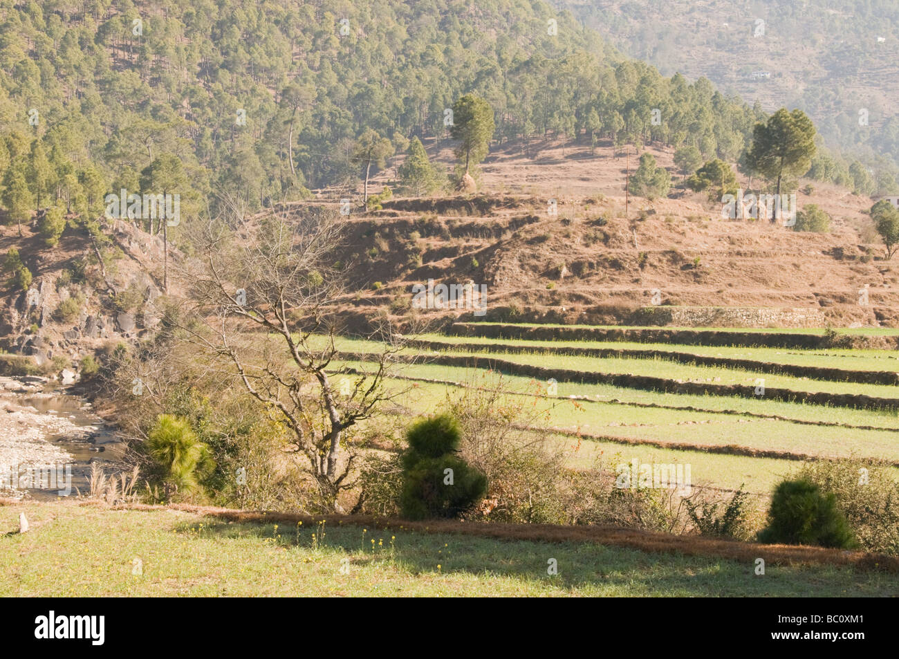 RRural India, Lower Himalayas,Kumaon Villagers, Ancient Terraces ...