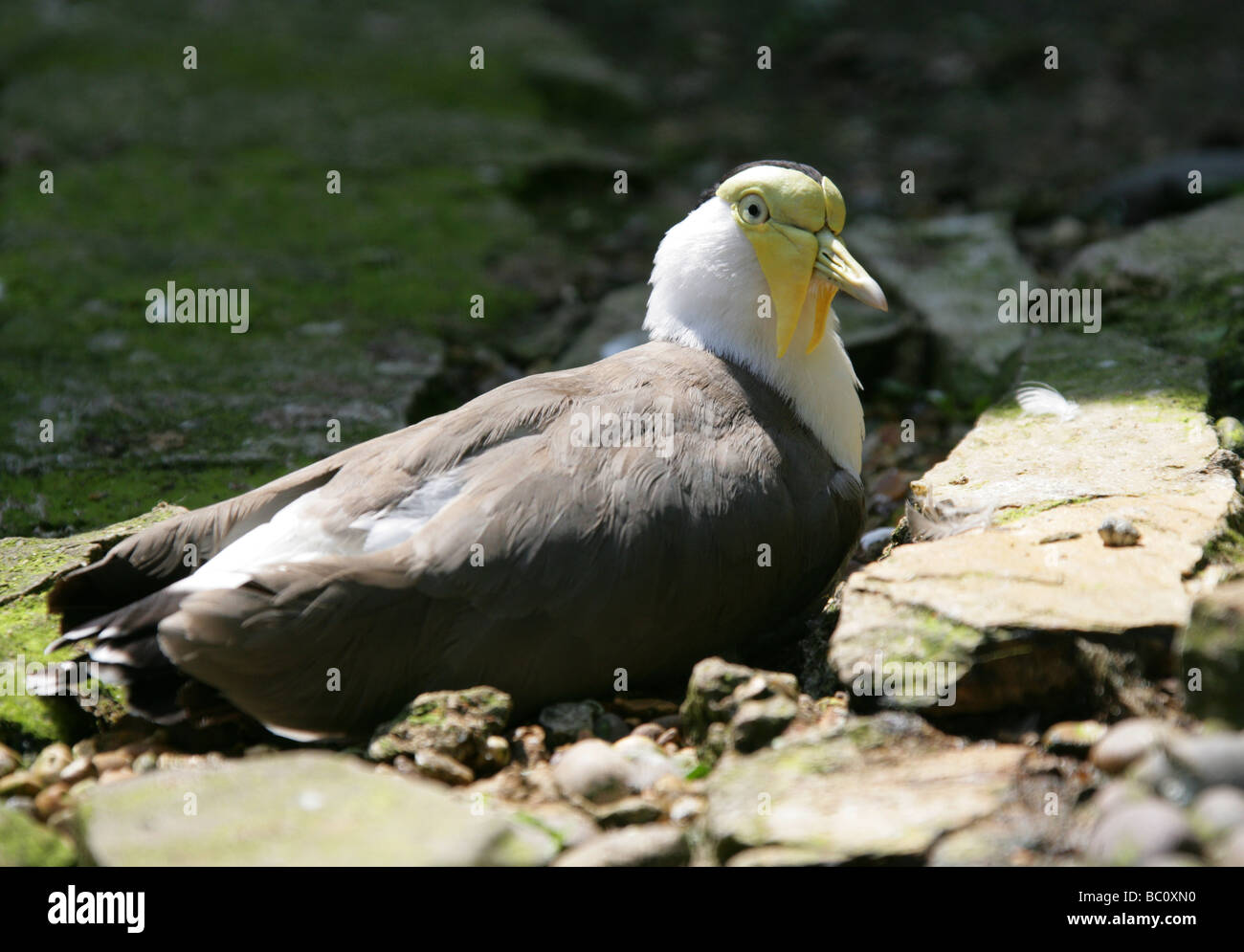 Masked Lapwing, Masked Plover or Yellow-wattled Plover, Vanellus miles ...