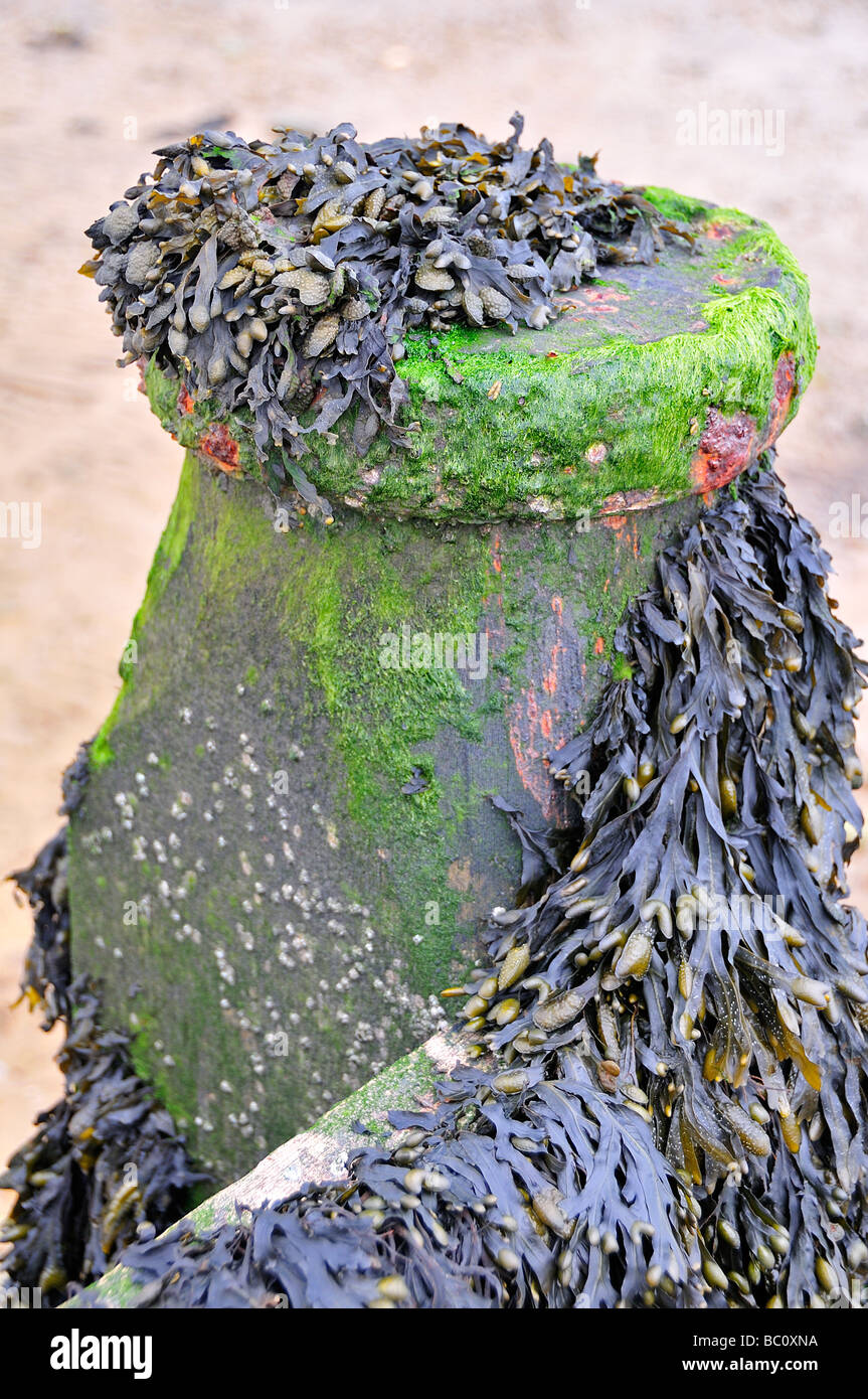 Sea Moss Seaweed Stock Photos & Sea Moss Seaweed Stock Images - Alamy