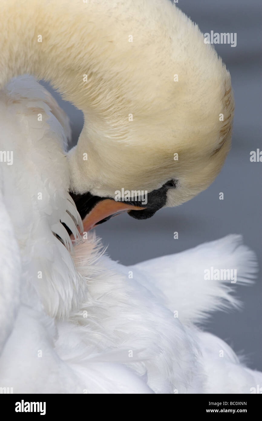 Mute swan preening in sunshine, in Broadland Norfolk Stock Photo - Alamy