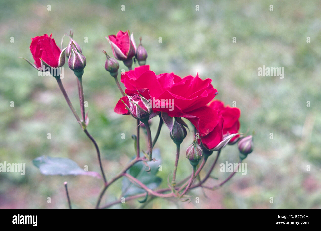 Strong rose bud hi-res stock photography and images - Alamy