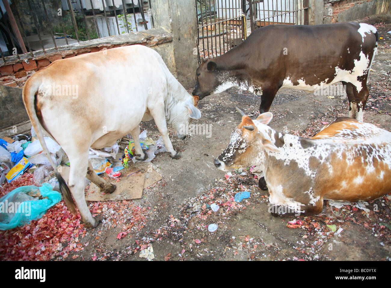 India, Tamil Nadu, Puducherry, Pondicherry, cows at market Stock Photo ...
