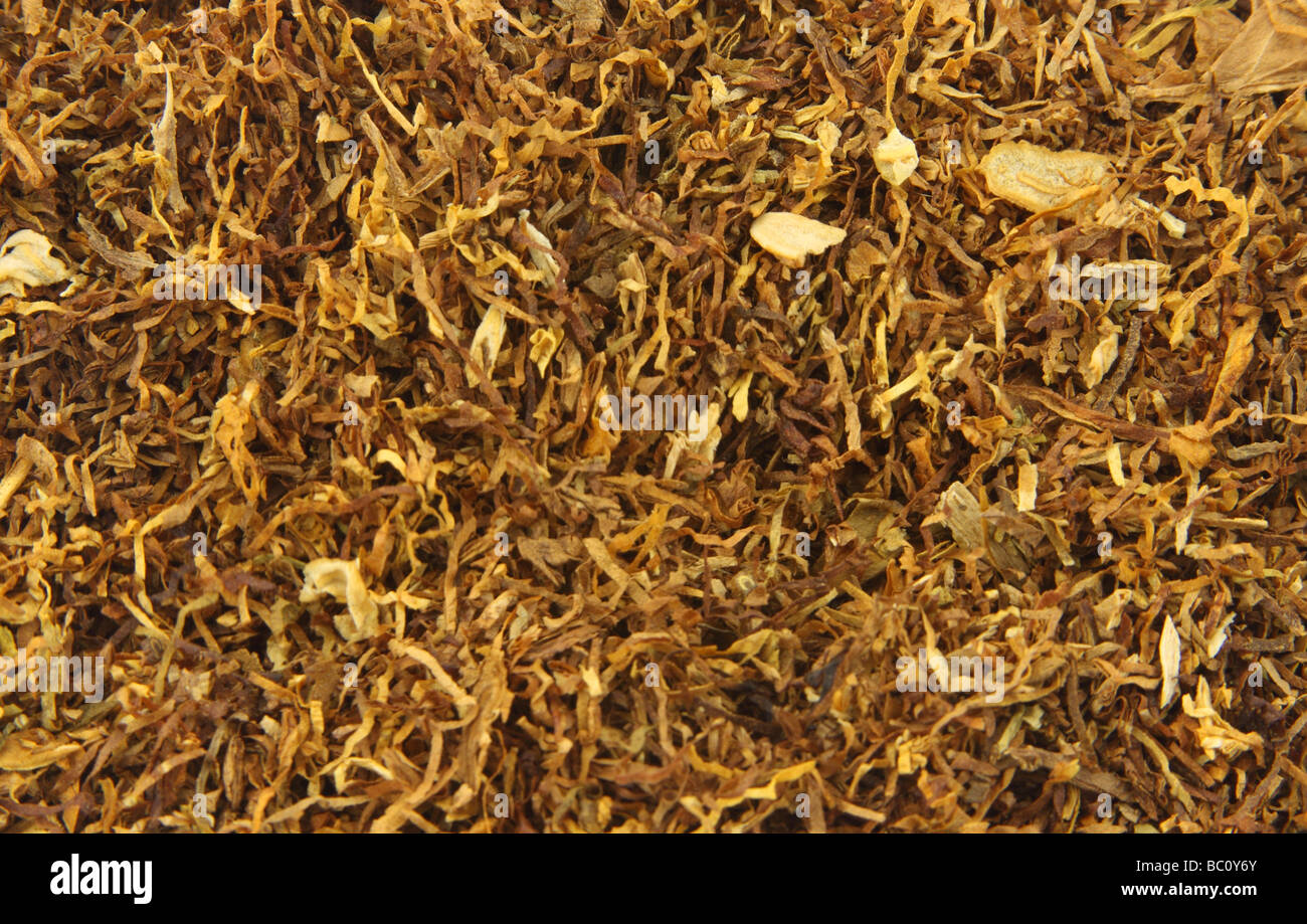 Menthol cigarette tobacco Stock Photo - Alamy