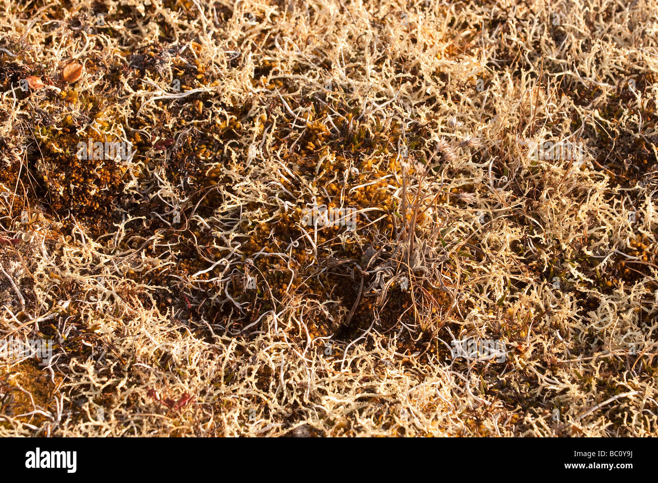 Caribou moss hi-res stock photography and images - Alamy