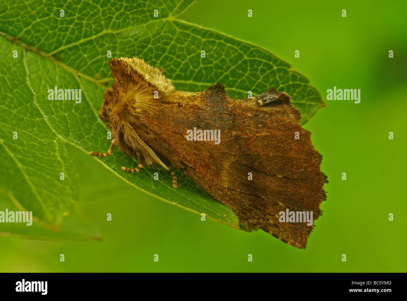 Prominent moths hi-res stock photography and images - Alamy