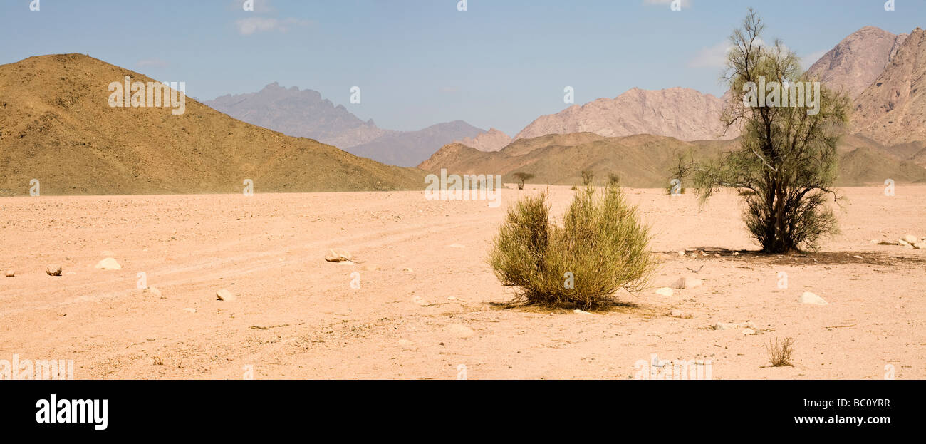 Panoramic shot of lone tree and shrub in dry wadi bed in the Red Sea ...