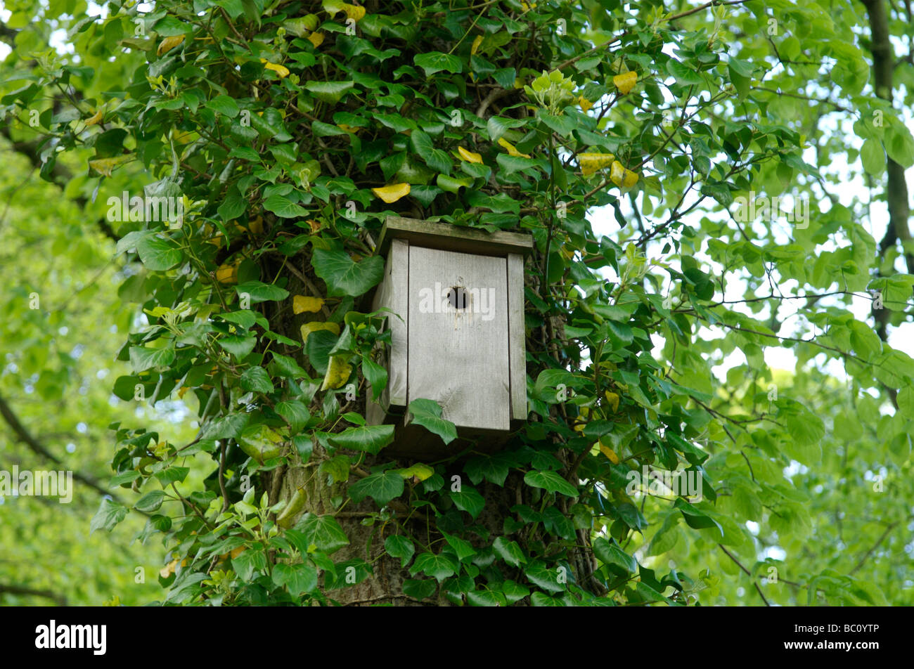 A bird box in a tree Stock Photo - Alamy