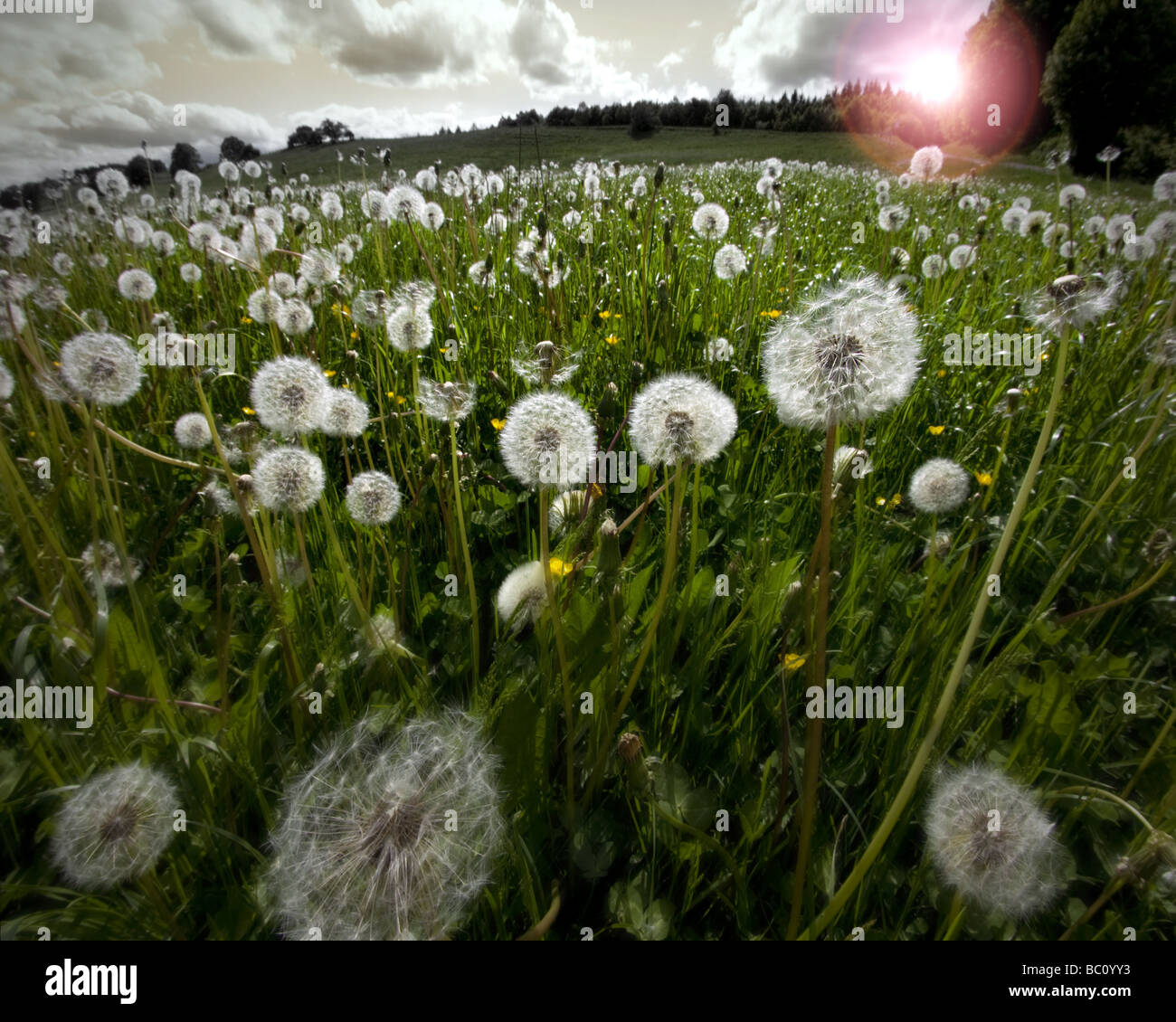 Dandelion field hi-res stock photography and images - Alamy