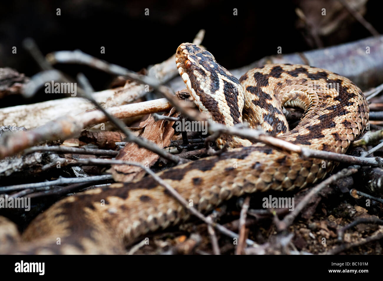 Adder - Vipera berus Stock Photo - Alamy