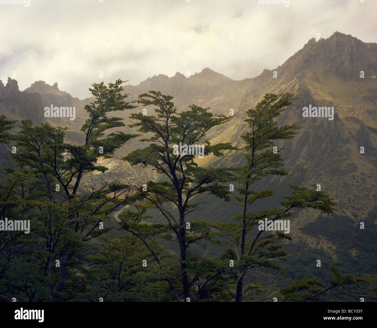 Primordial forest hi-res stock photography and images - Alamy