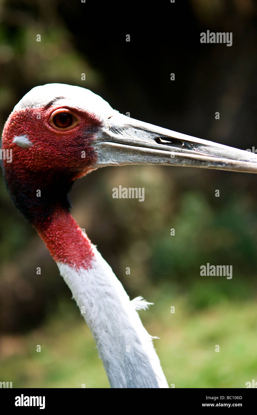 A beautiful bird Stock Photo - Alamy