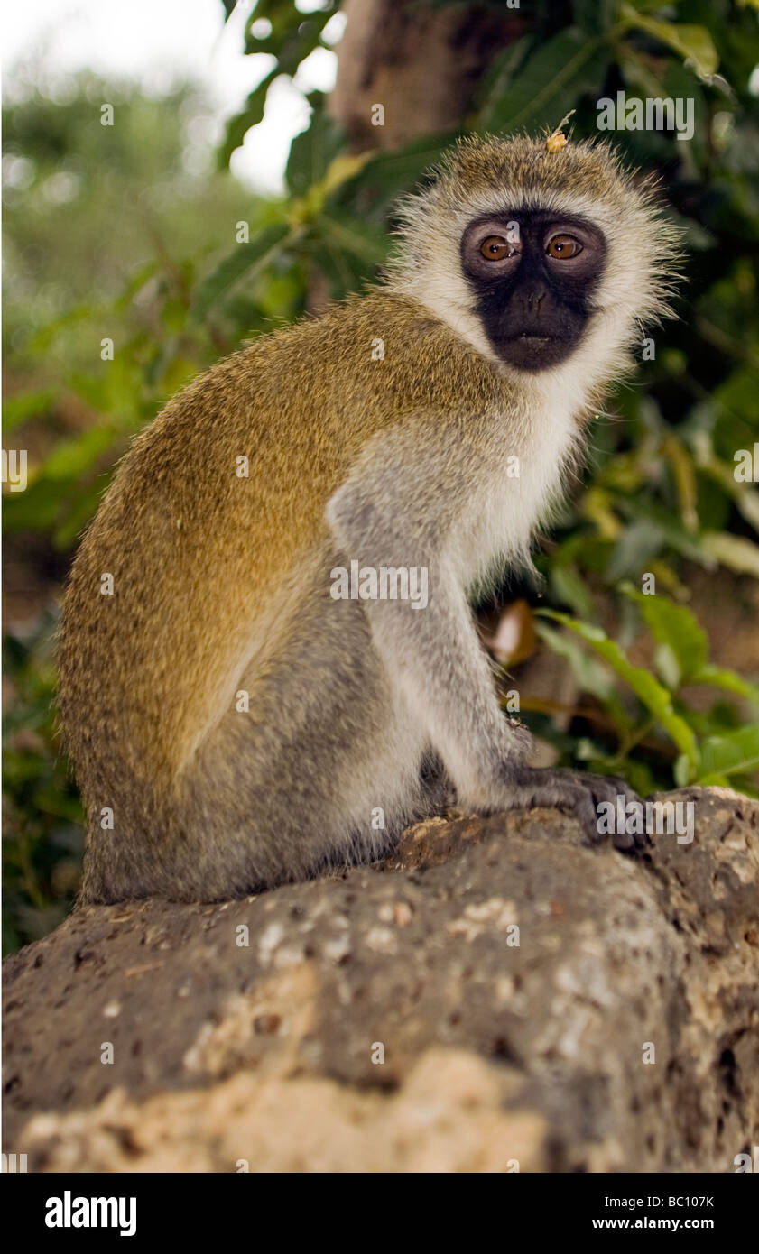 Vervet monkey hi-res stock photography and images - Alamy