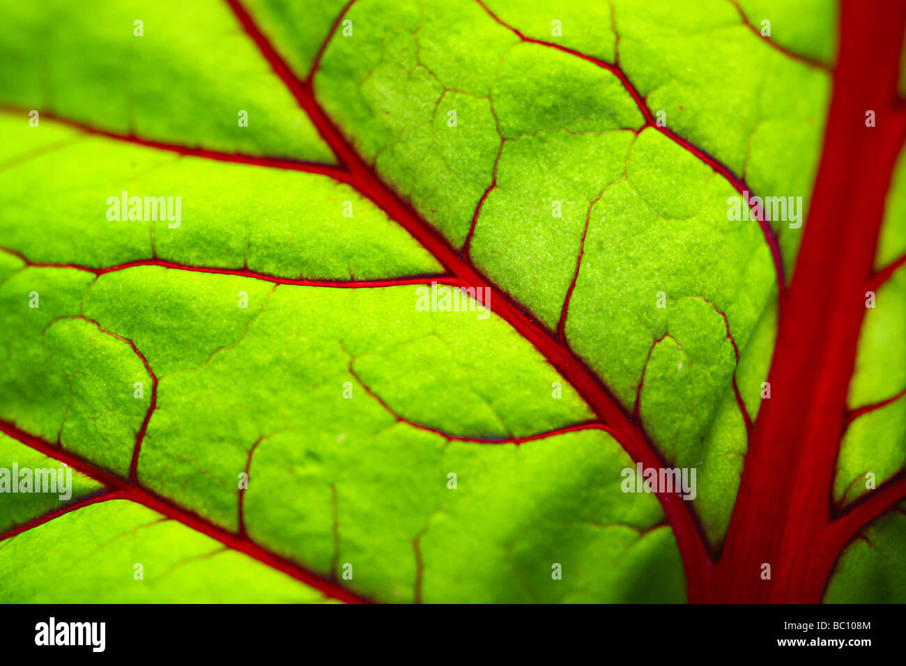 Translucent effect hi-res stock photography and images - Alamy