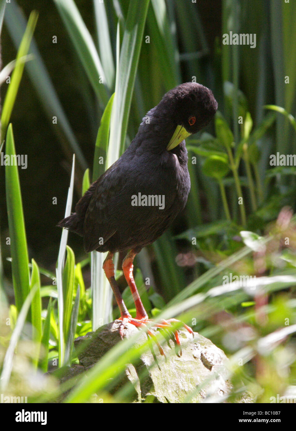African Black Crake, Amaurornis flavirostra, Rallidae, Gruiformes ...