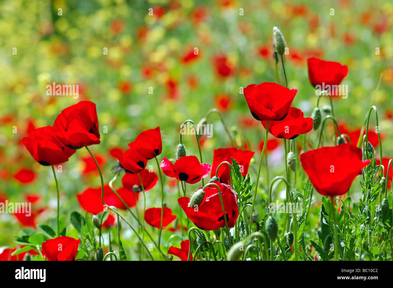 Field of blooming poppy flowers. Spring season background Stock Photo ...
