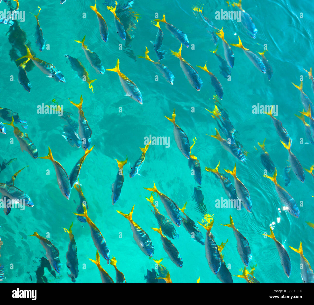 Great barrier reef fish hi-res stock photography and images - Alamy