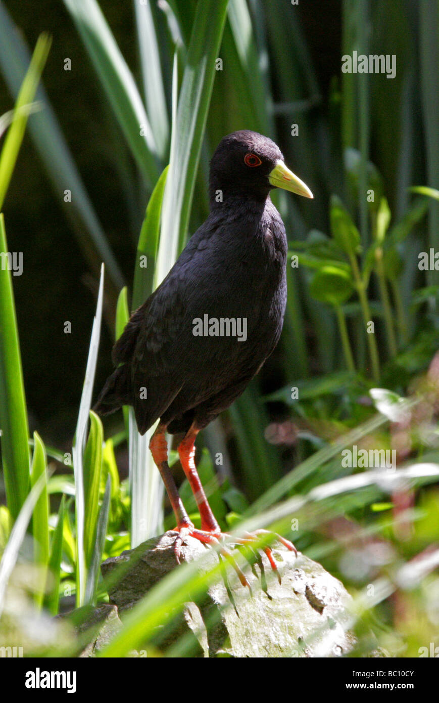 African Black Crake, Amaurornis flavirostra, Rallidae, Gruiformes ...