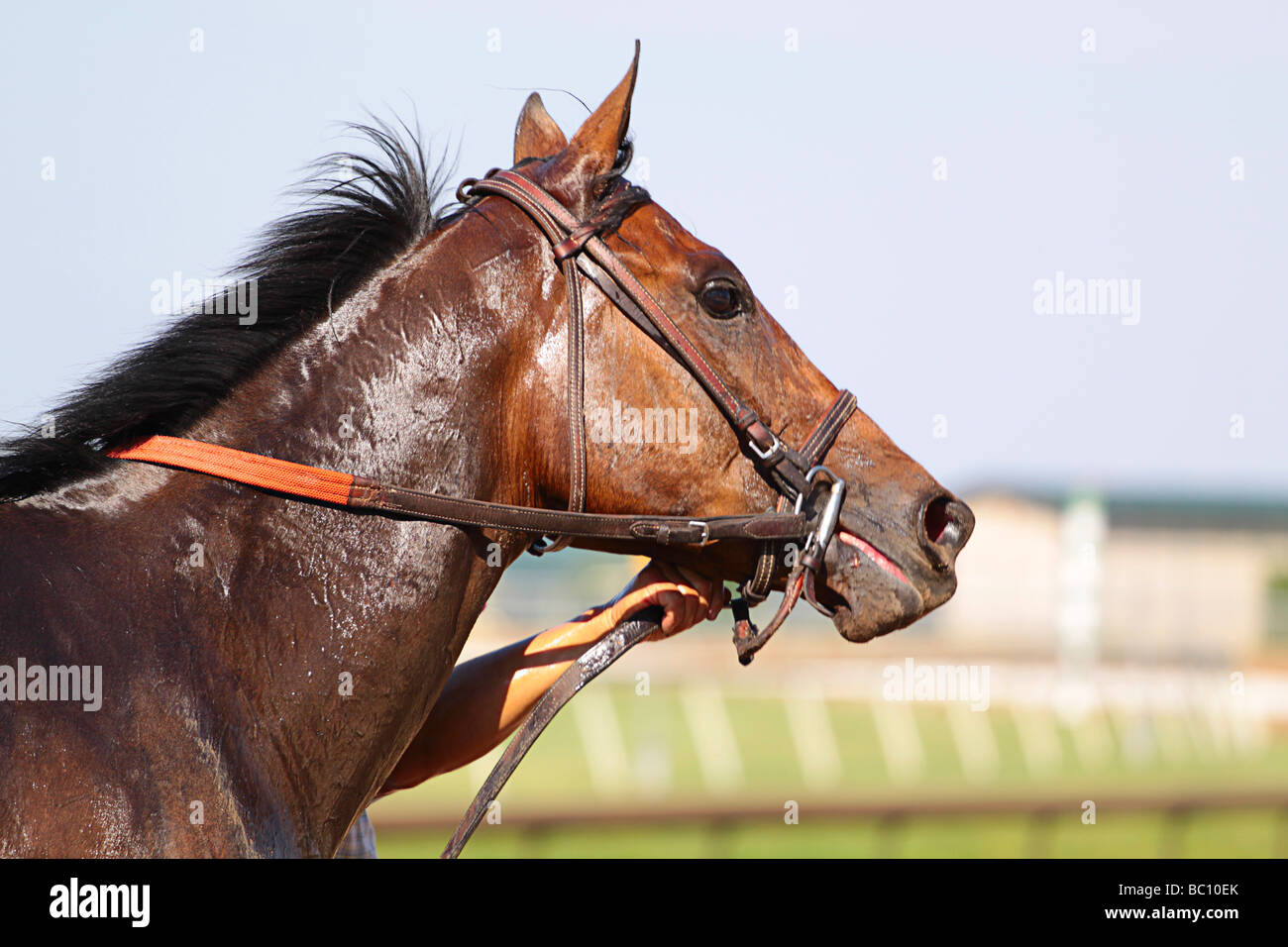 Thoroughbred track wager win winner hi-res stock photography and images ...