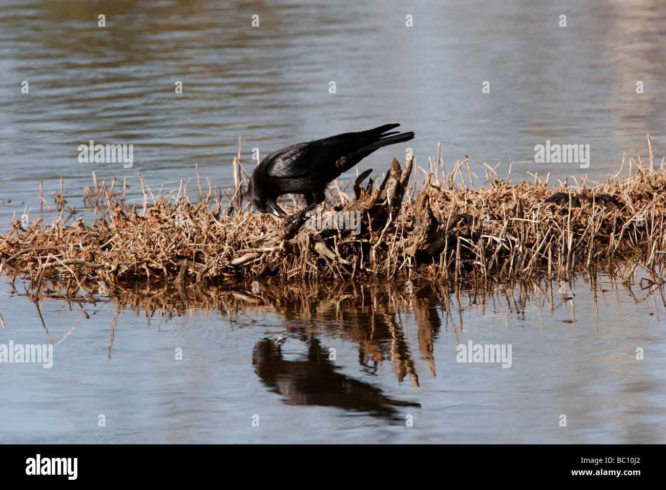 Crows eating hi-res stock photography and images - Alamy