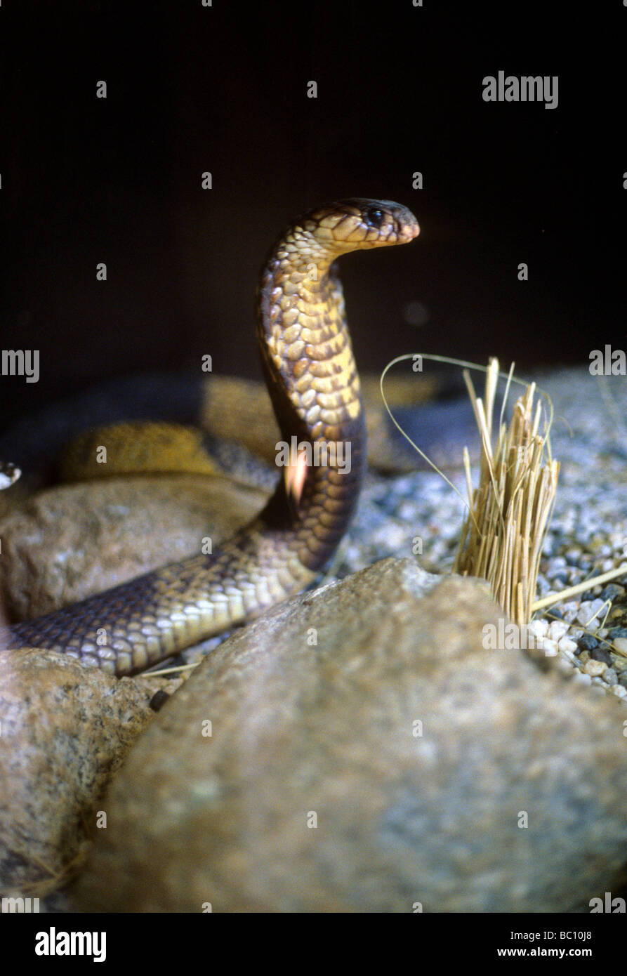 Rear fang snake hi-res stock photography and images - Alamy