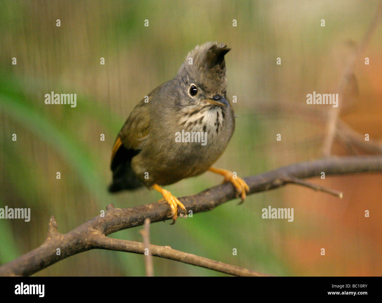 Yuhina gularis hi-res stock photography and images - Alamy