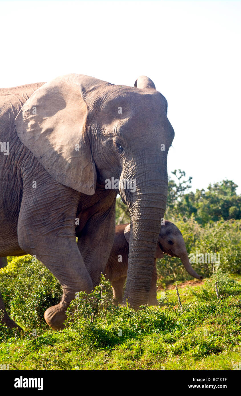 South Africa, Eastern Cape Province, Addo Elephant National Park ...