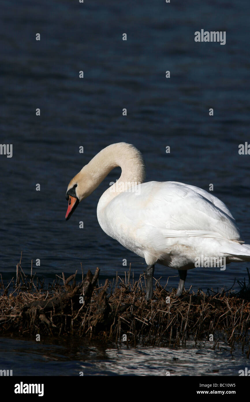 James swan hi-res stock photography and images - Alamy