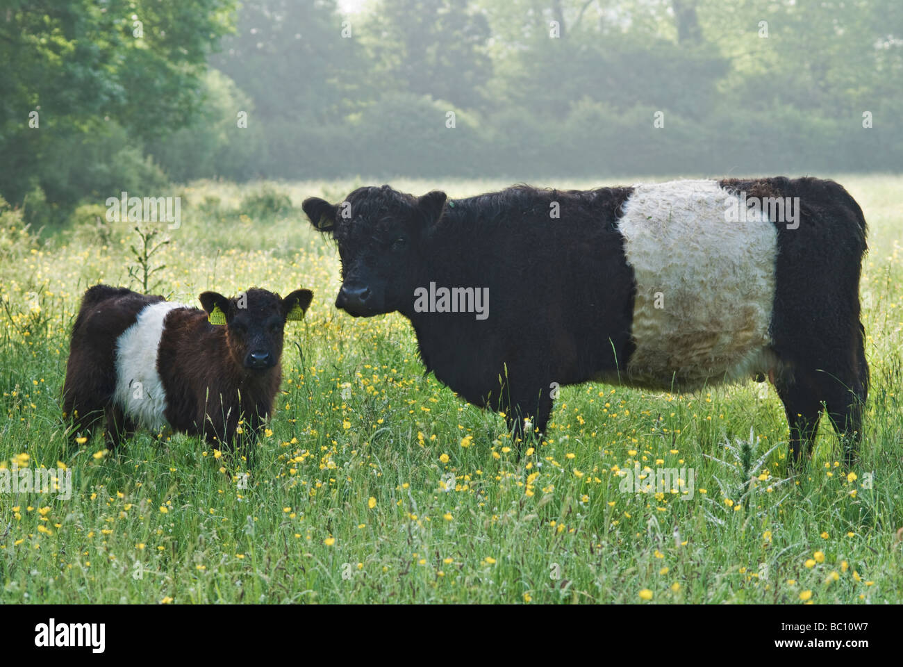 Belted Galloway cow and calf in hay meadow near Cricklade, Wiltshire ...