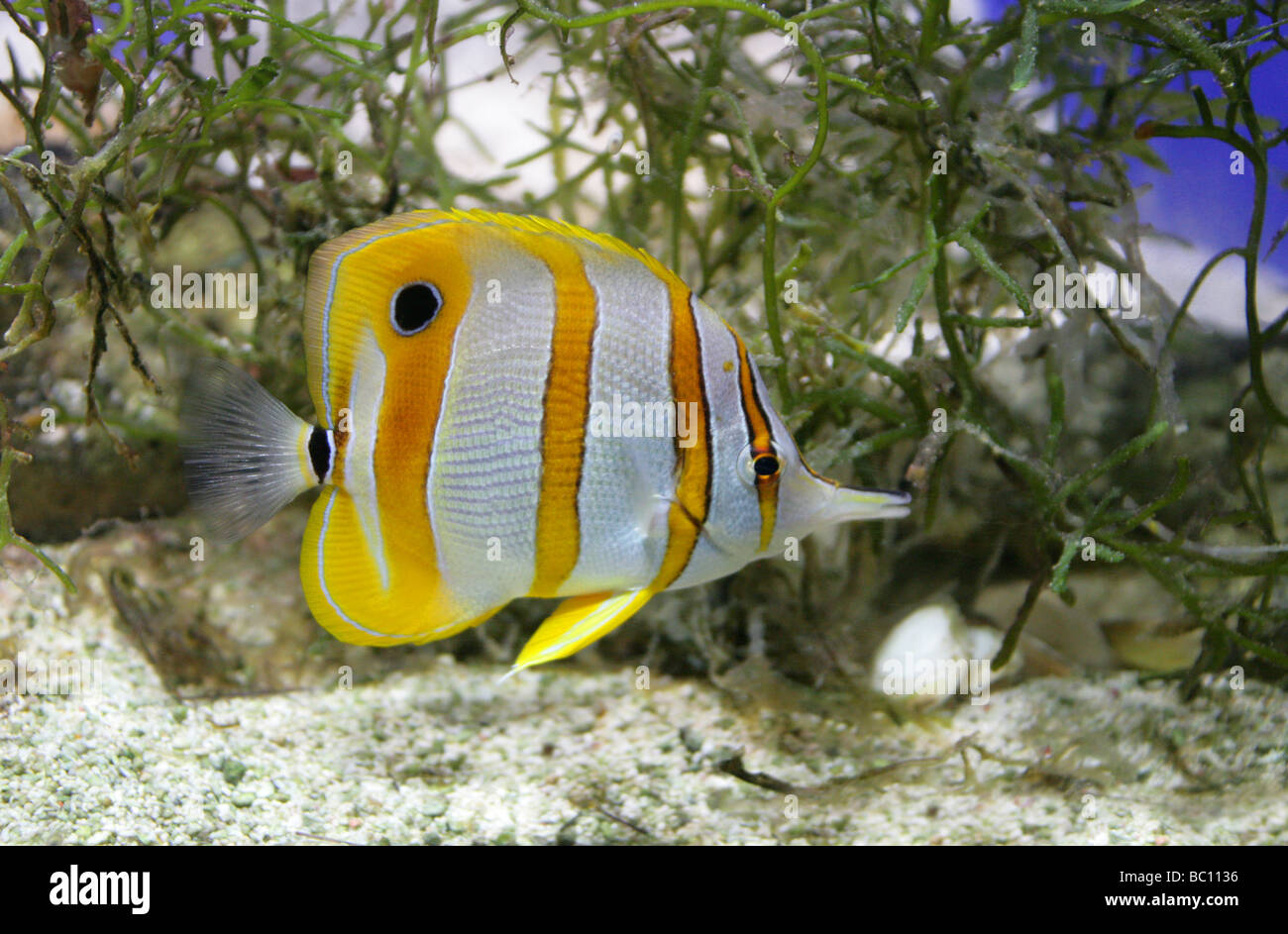 Copperband Butterflyfish, Copper-banded Butterflyfish, Beaked ...