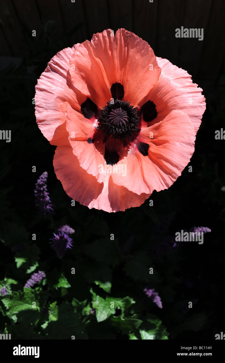 Giant red oriental poppy flowers in Sussex garden UK Stock Photo - Alamy