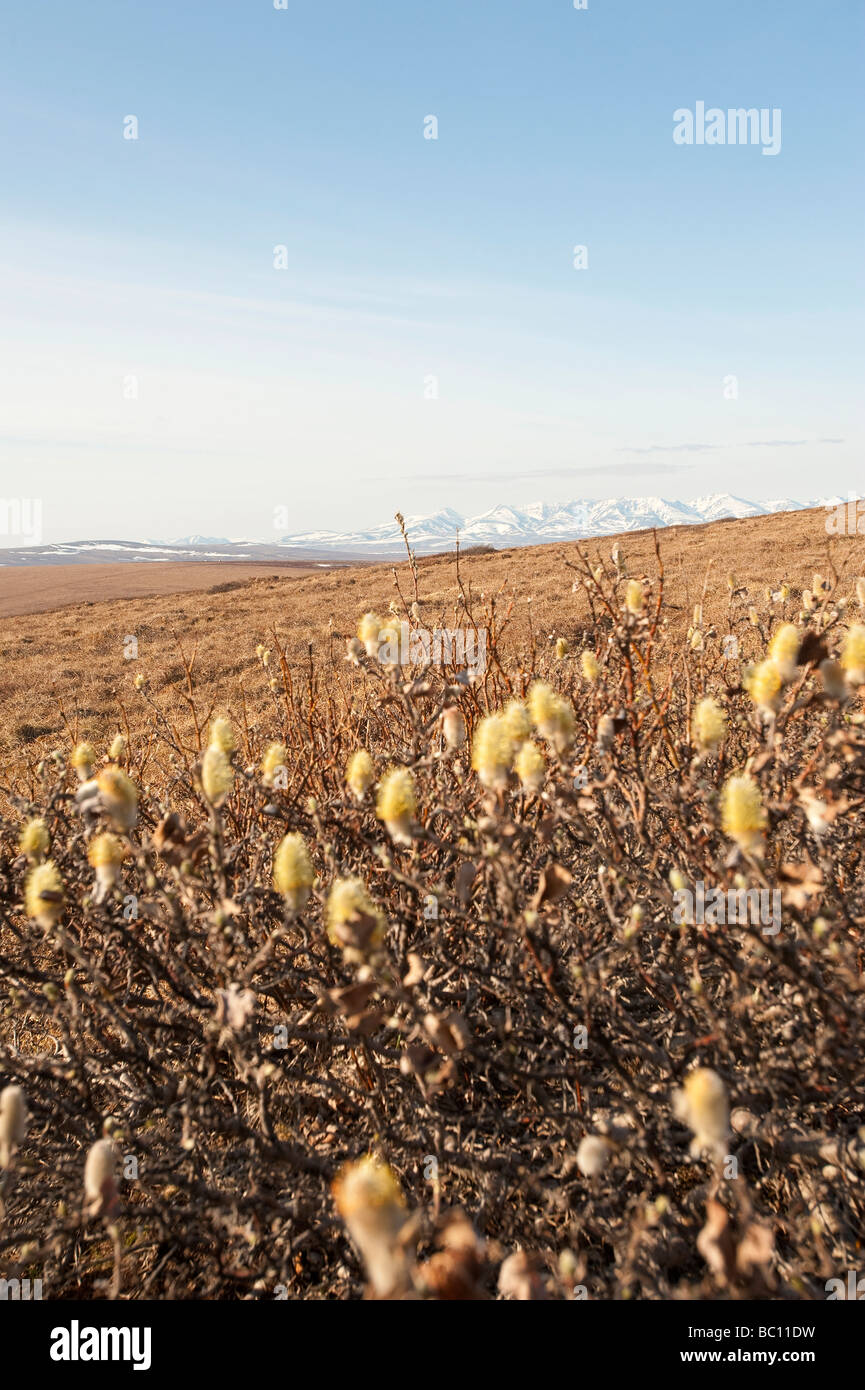Arctic willow hi-res stock photography and images - Alamy