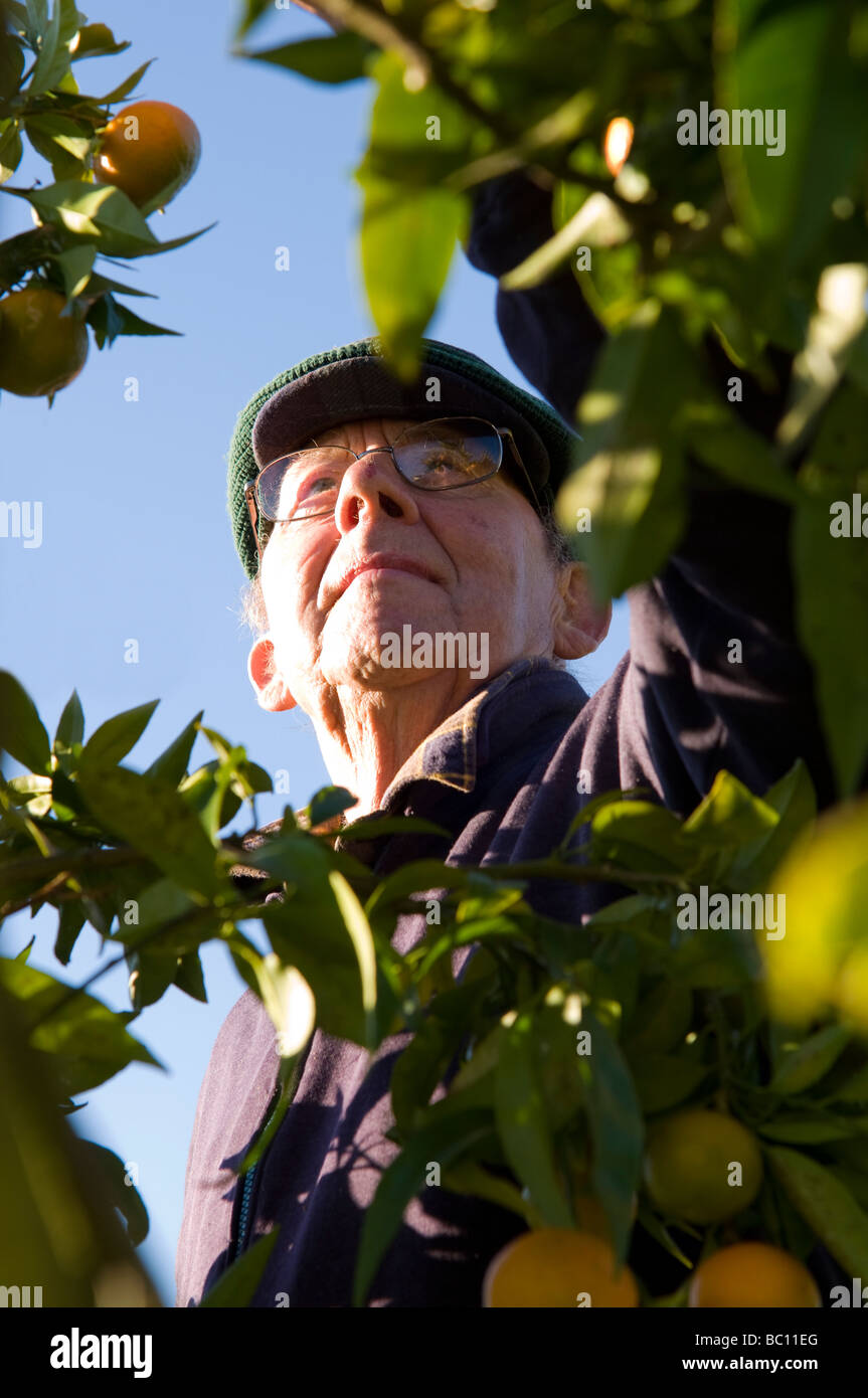 Lemon tree outside in garden hi-res stock photography and images - Alamy