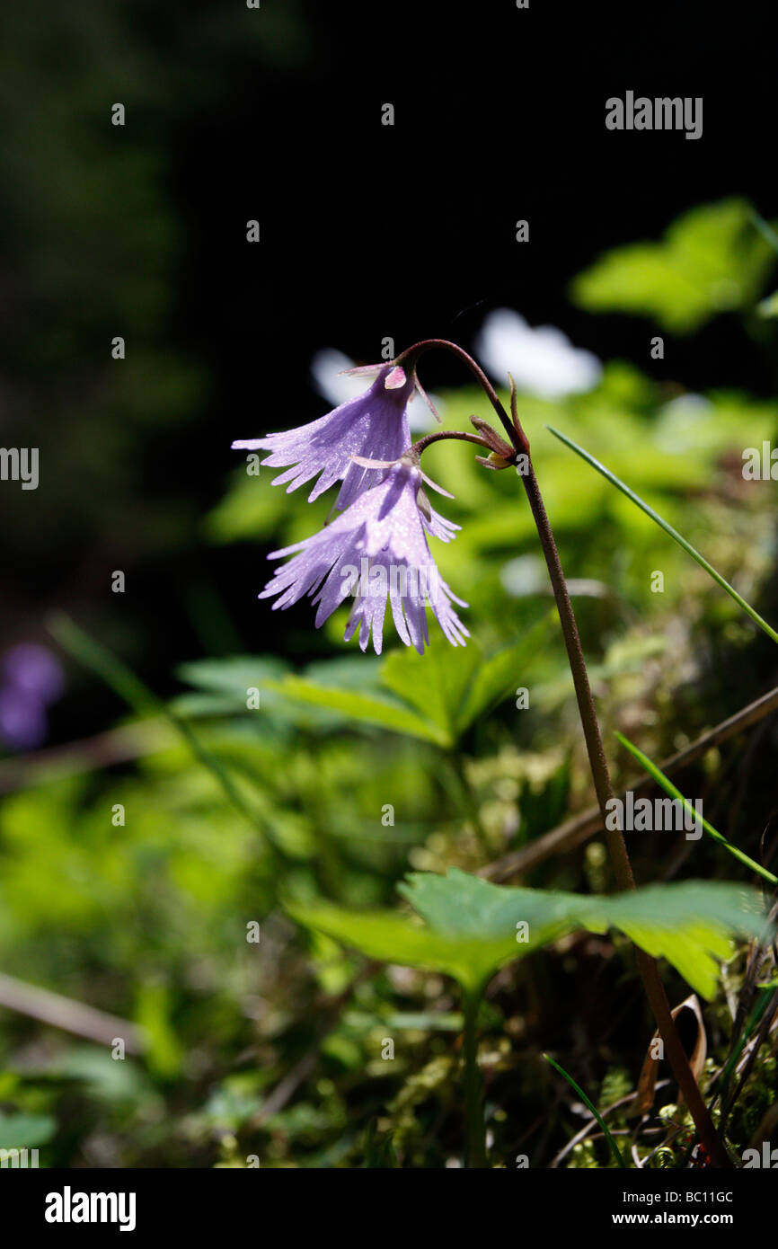 Soldanella alpina hi-res stock photography and images - Alamy