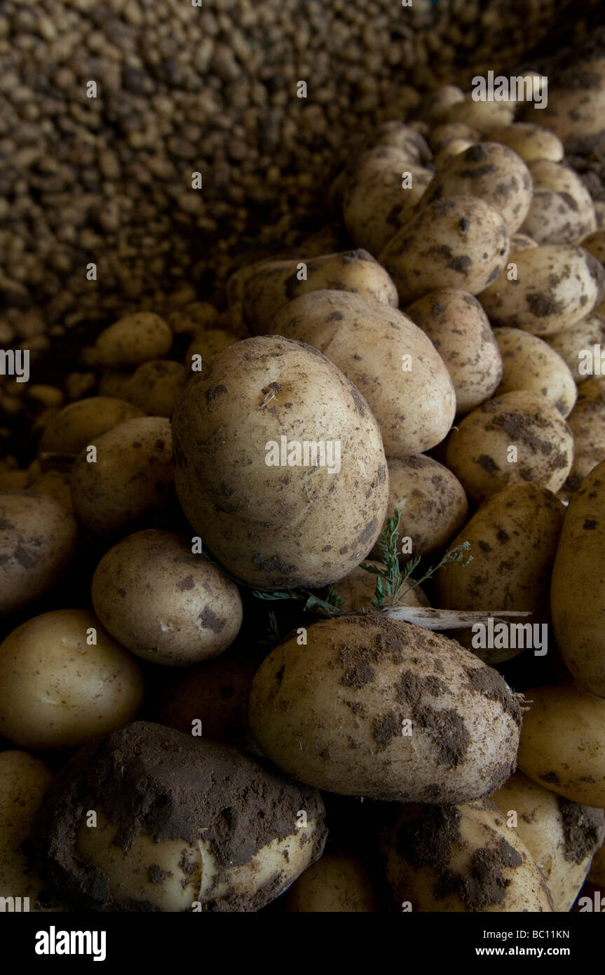 Freshly harvested new potatoes Stock Photo - Alamy