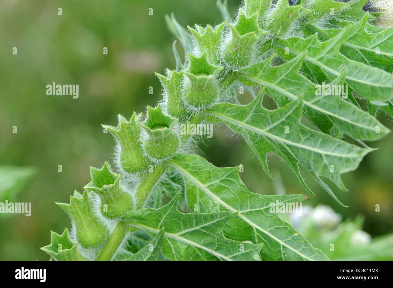 Developing Henbane seed capsules Stock Photo - Alamy