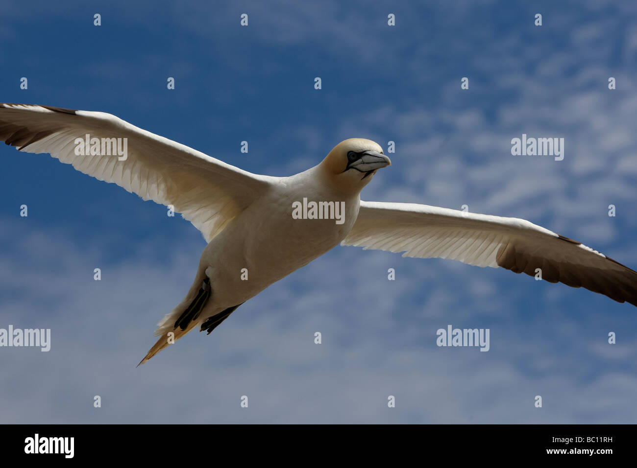 Blue gannet landing sea in flight hi-res stock photography and images ...