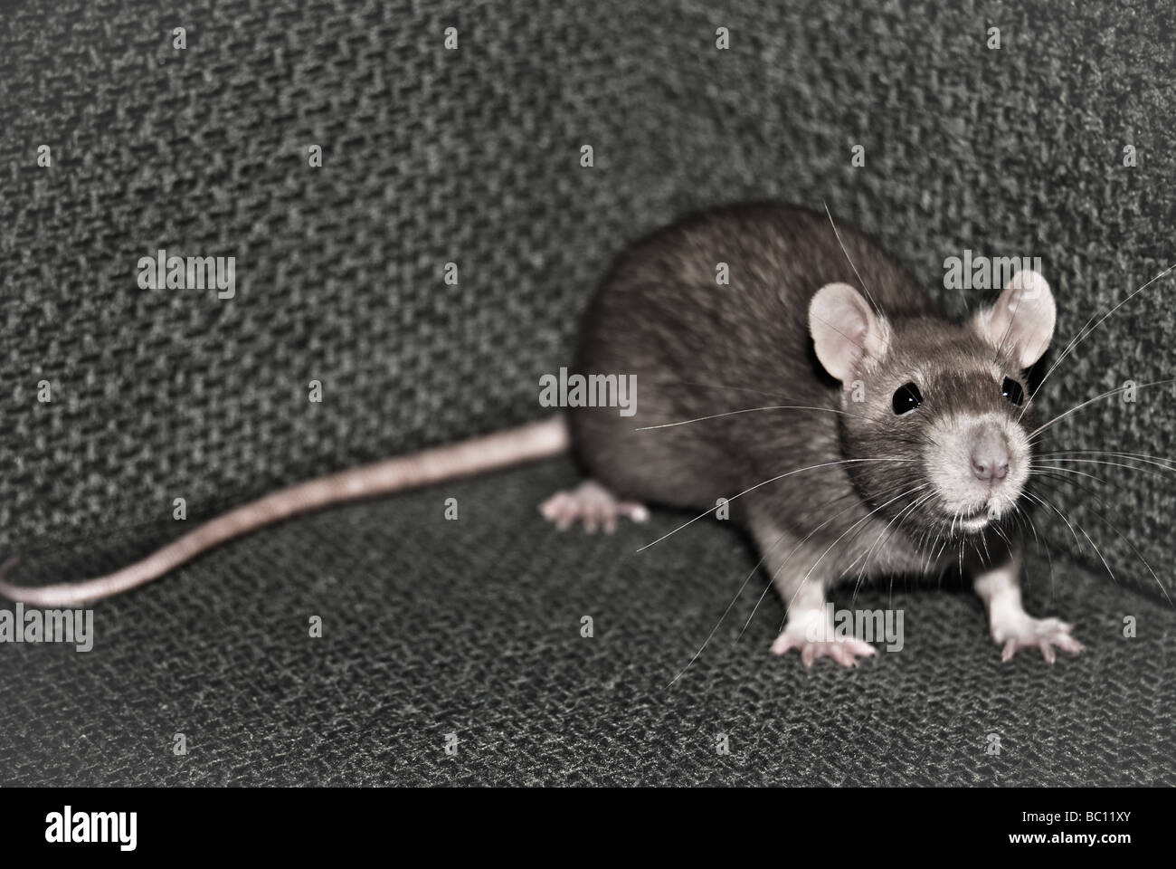 Pet rat scared hi-res stock photography and images - Alamy
