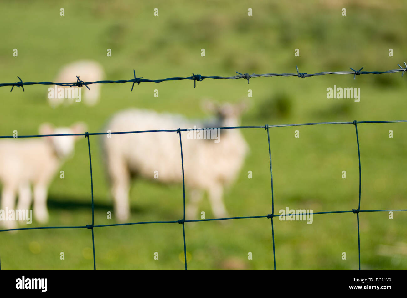 Ewe and lamb behind barbed wire fence Stock Photo - Alamy