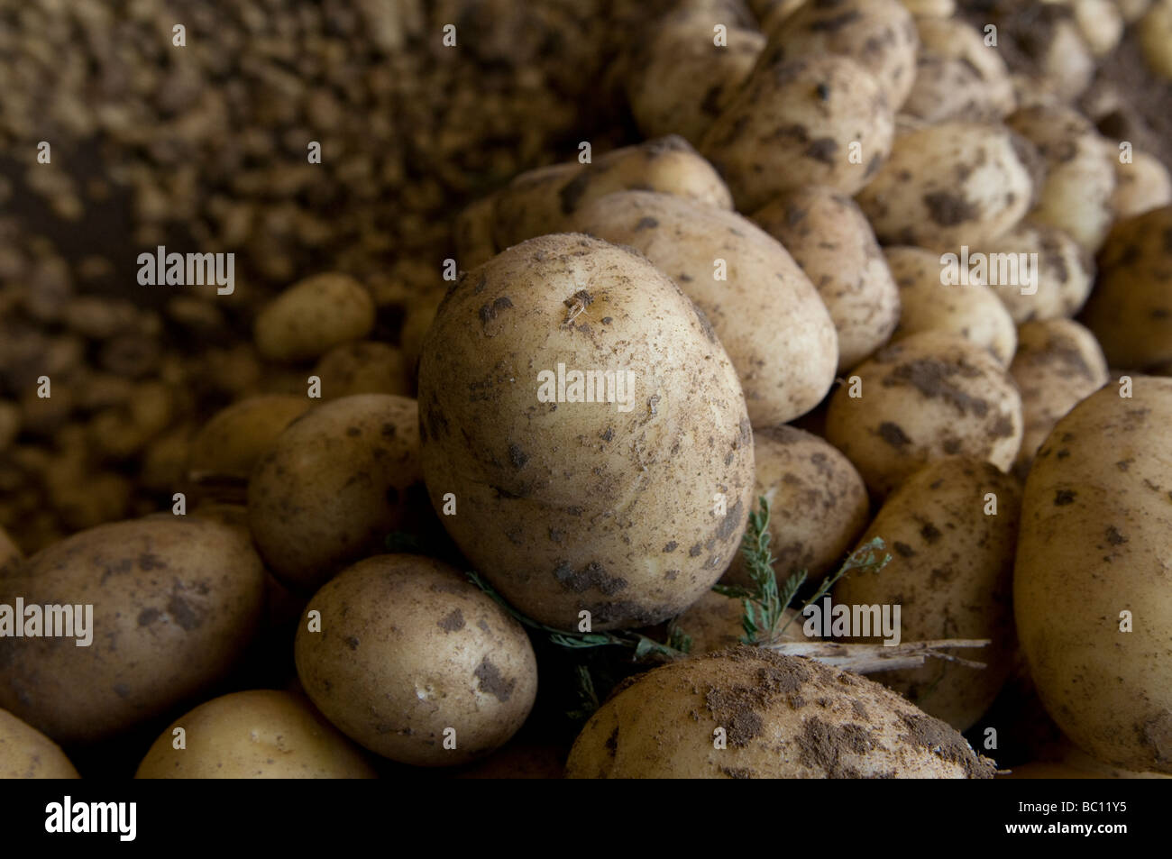 Freshly harvested new potatoes Stock Photo - Alamy