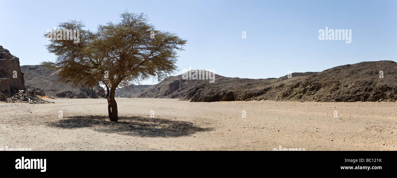 Panorama of lone tree in dry wadi bed in the Eastern Desert of Egypt ...