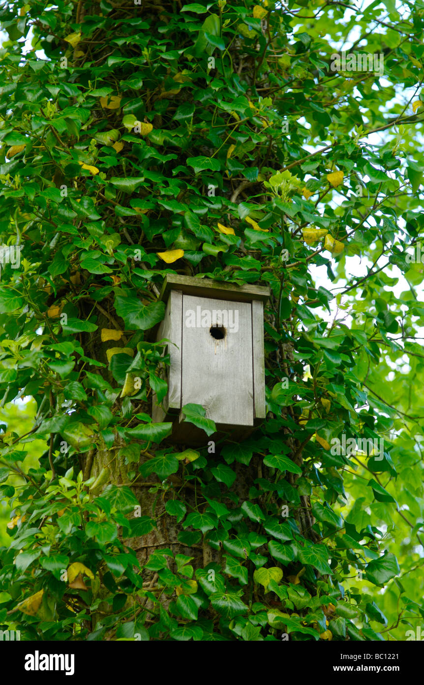 A bird box in a tree Stock Photo - Alamy